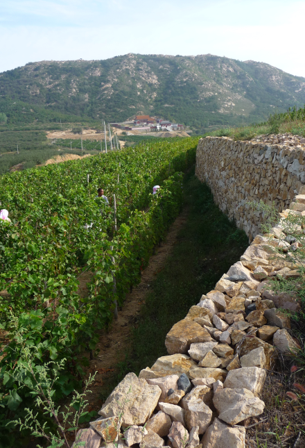 A territory revealed: shining a light on Long Dai - Domaines Barons de ...
