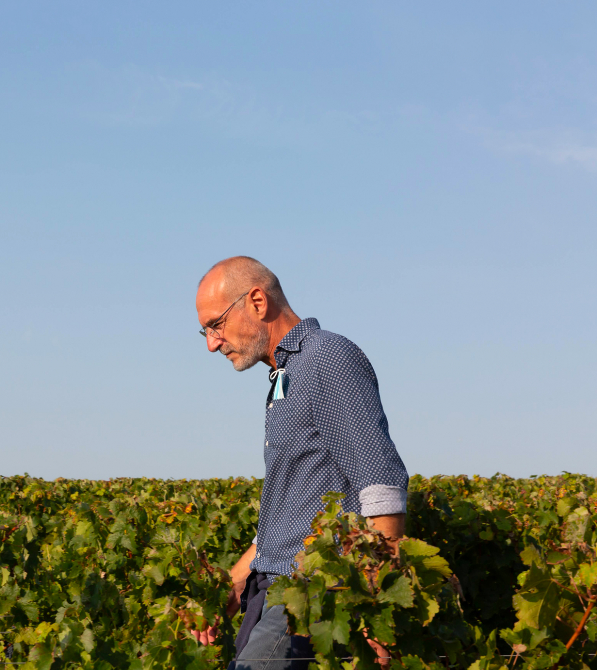 Uprooting - Domaines Barons de Rothschild (Lafite)