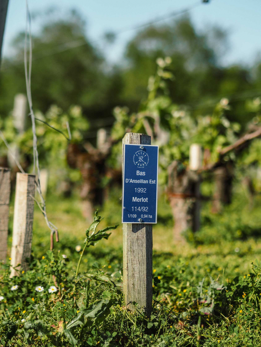 Observe - Anseillan - Domaines Barons de Rothschild (Lafite)