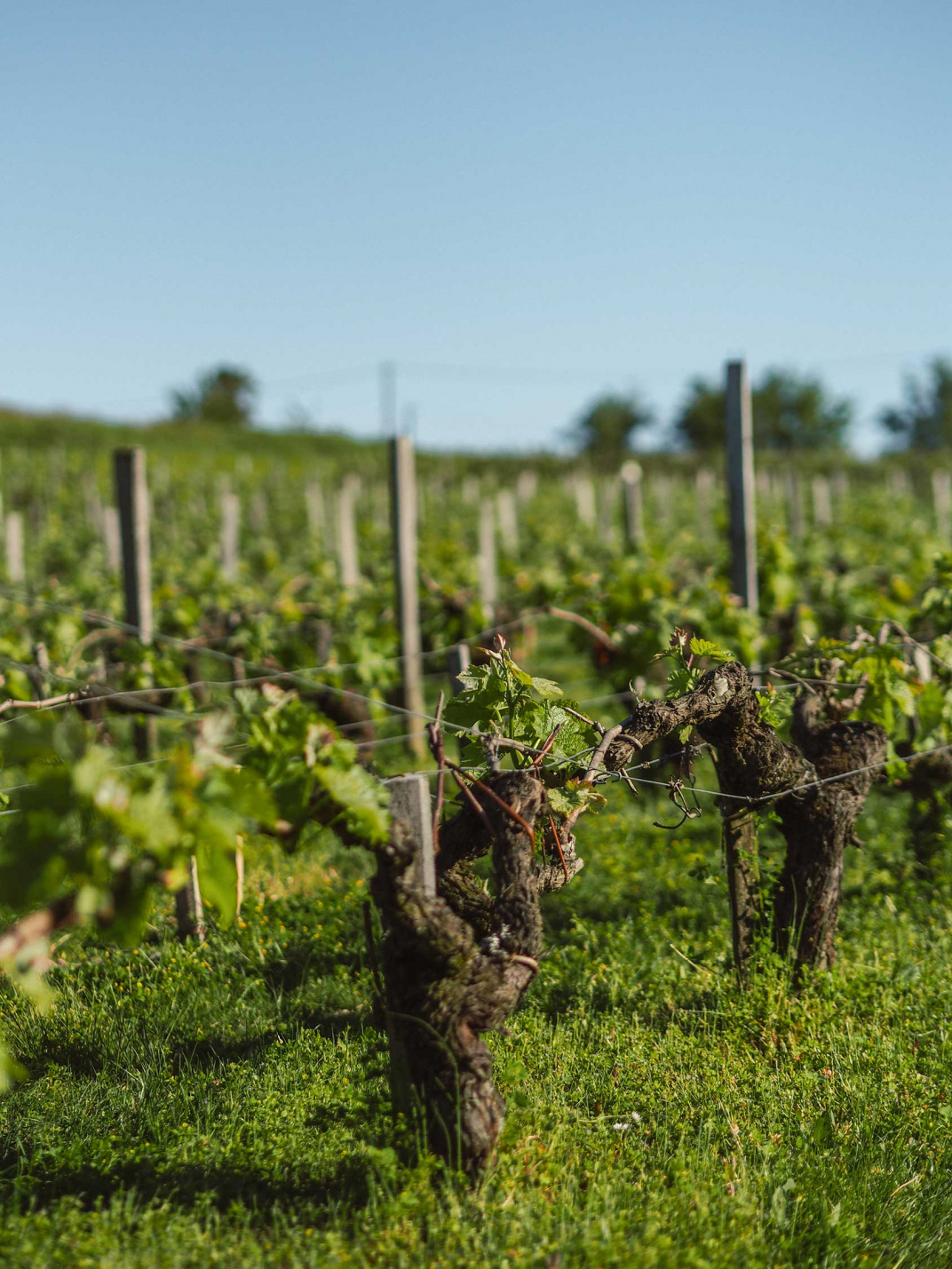 Observe - Anseillan - Domaines Barons de Rothschild (Lafite)
