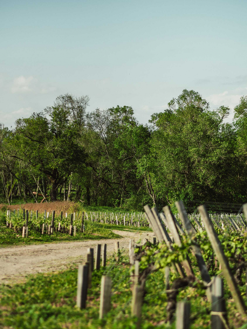 Observe - Anseillan - Domaines Barons de Rothschild (Lafite)