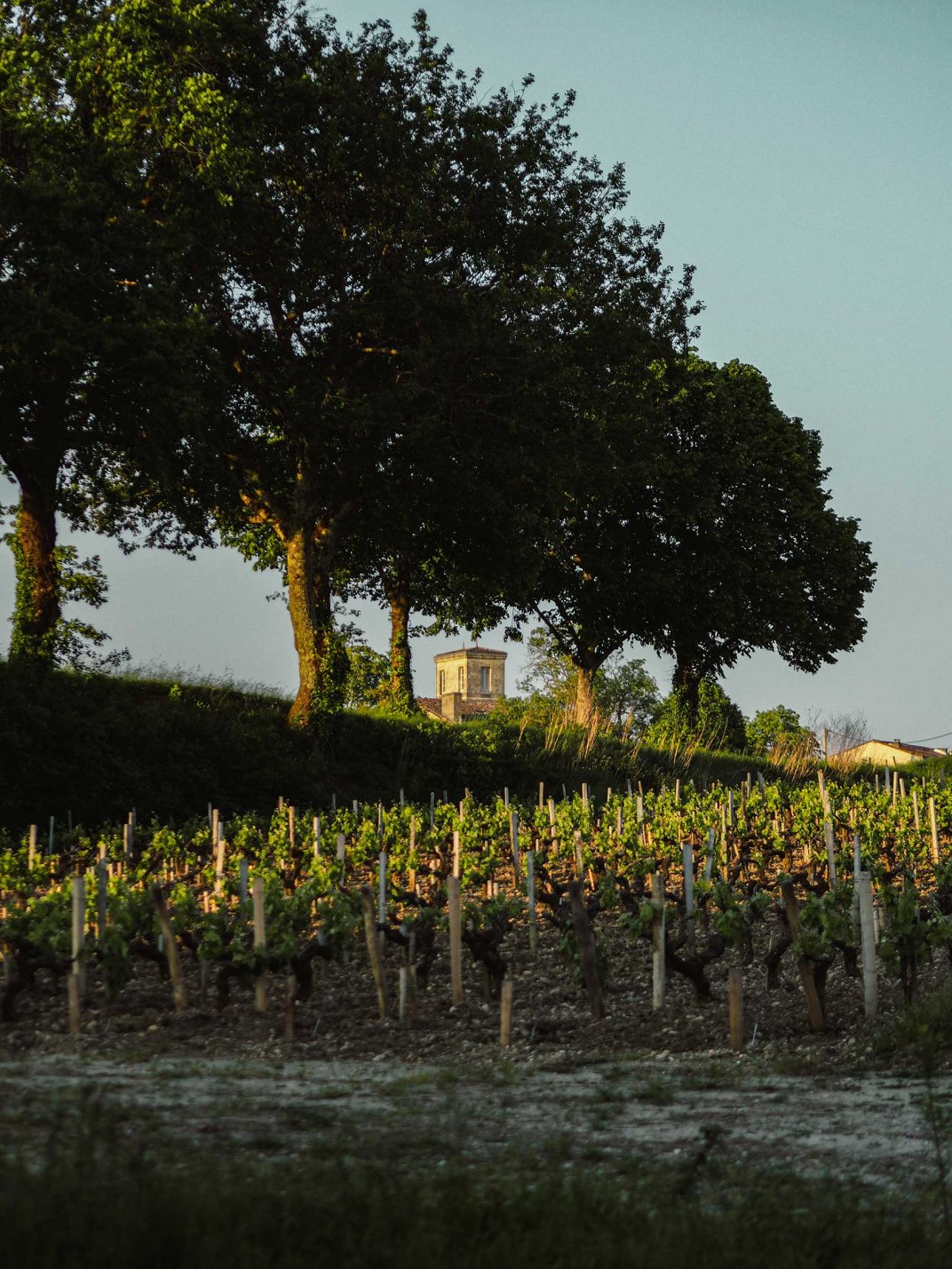 Observe - Anseillan - Domaines Barons de Rothschild (Lafite)