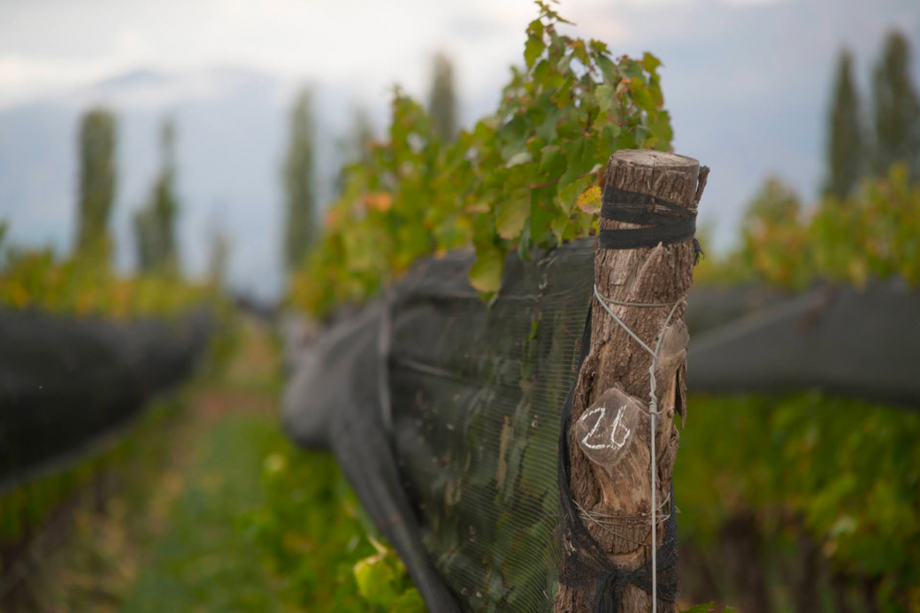 Observe - Bodegas Caro - Domaines Barons de Rothschild (Lafite)