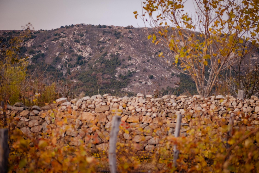 Regards sur - Domaine de Long Dai - Domaines Barons de Rothschild (Lafite)