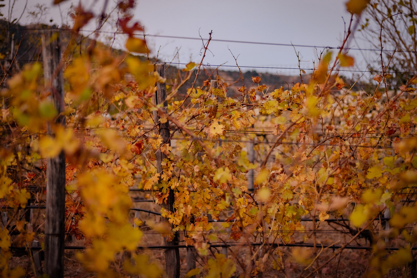 Regards sur - Domaine de Long Dai - Domaines Barons de Rothschild (Lafite)