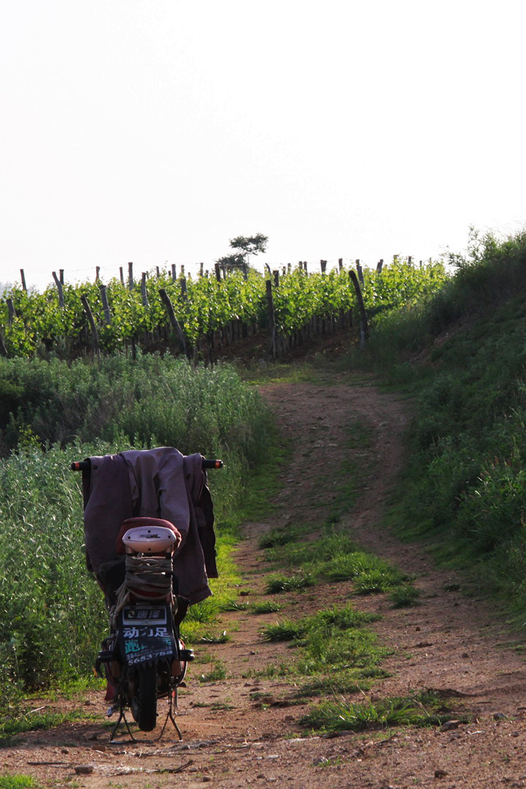 Observe - Domaine de Long Dai - Domaines Barons de Rothschild (Lafite)