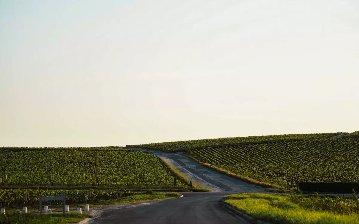 Anseillan - Domaines Barons de Rothschild (Lafite)
